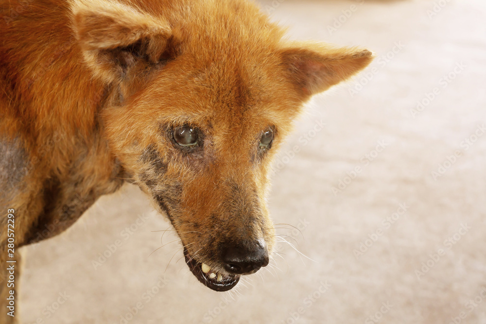 the disease on dirty stray dog get sick skin dermatitis contracted ...