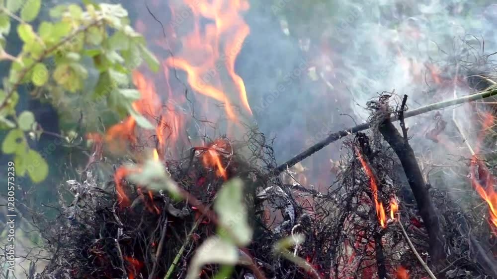 An unquenched fire in the forest is dangerous. The threat to flora and ...