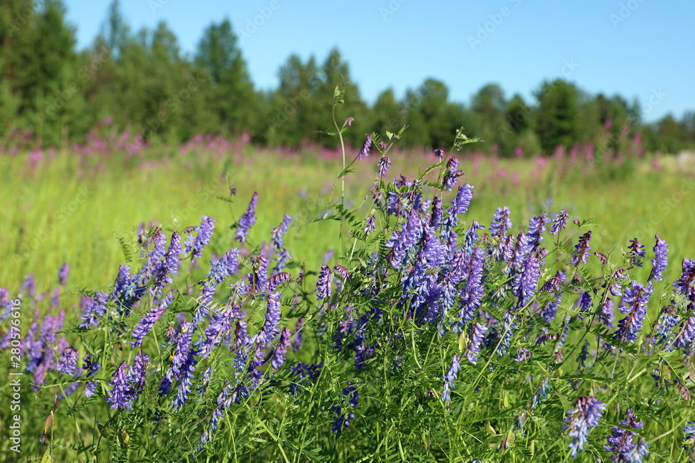 Vicia cracca. Wild vetch in July in the polar regions of Yamal Stock ...