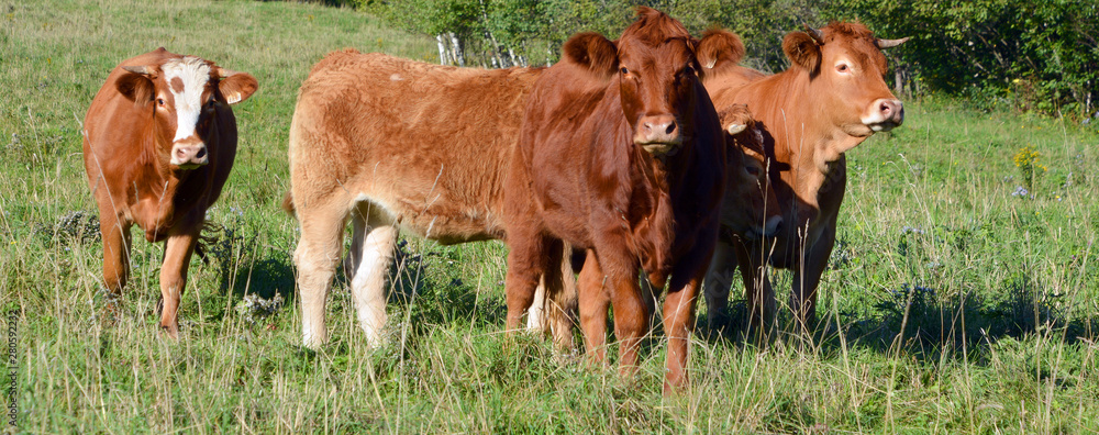 Limousin cattle are a breed of highly muscled beef cattle originating ...