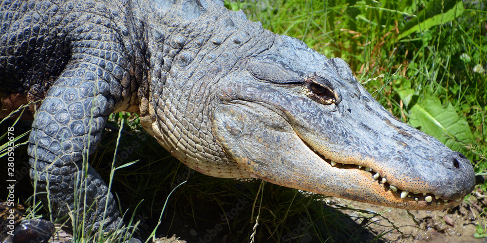 An alligator is a crocodilian in the genus Alligator of the family ...