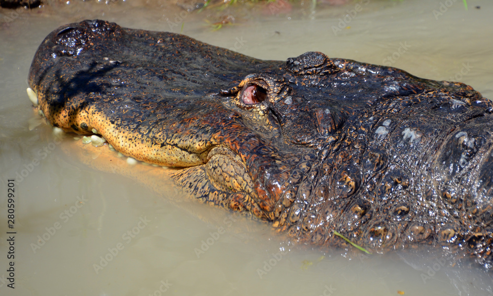 An alligator is a crocodilian in the genus Alligator of the family ...