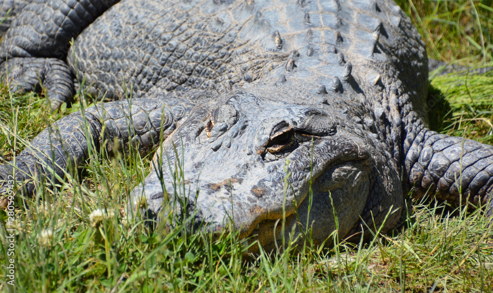 An alligator is a crocodilian in the genus Alligator of the family ...