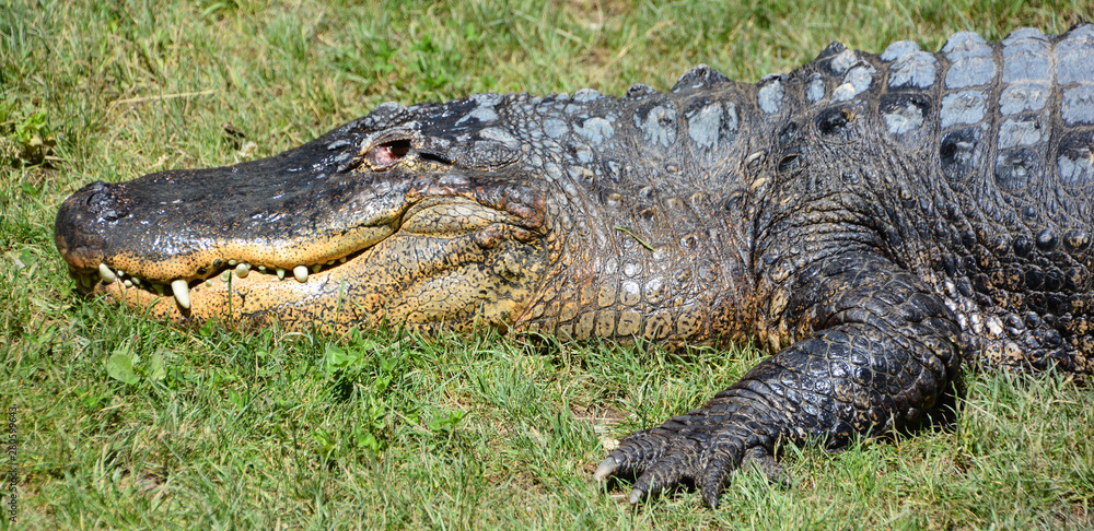 An alligator is a crocodilian in the genus Alligator of the family ...