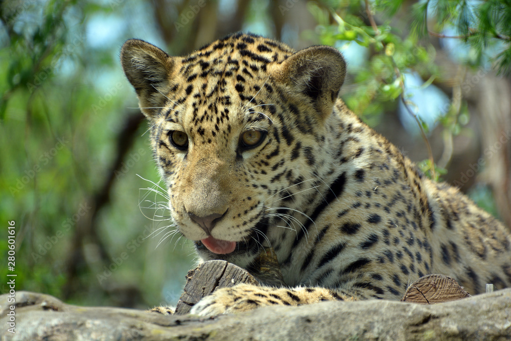 Jaguar is a cat, a feline in the Panthera genus only extant Panthera ...