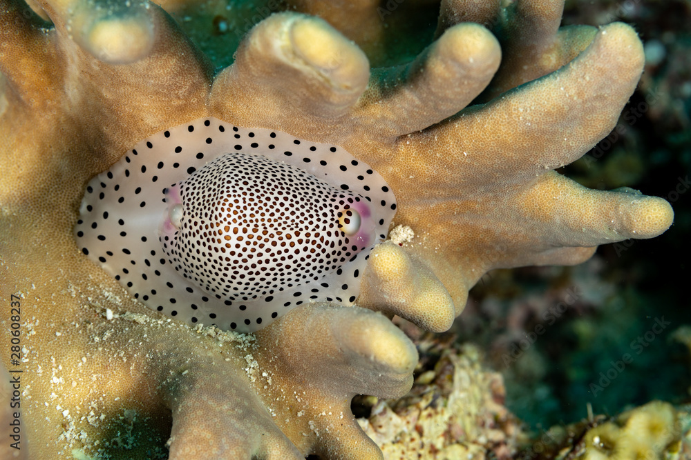 Umbilical Egg Shell or Warty/Little Egg Cowry, Calpurnus verrucosus, is ...