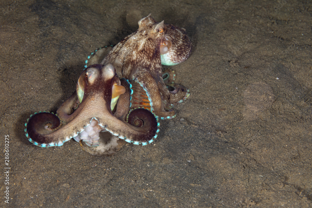 Coconut octopus and veined octopus, Amphioctopus marginatus is a medium ...