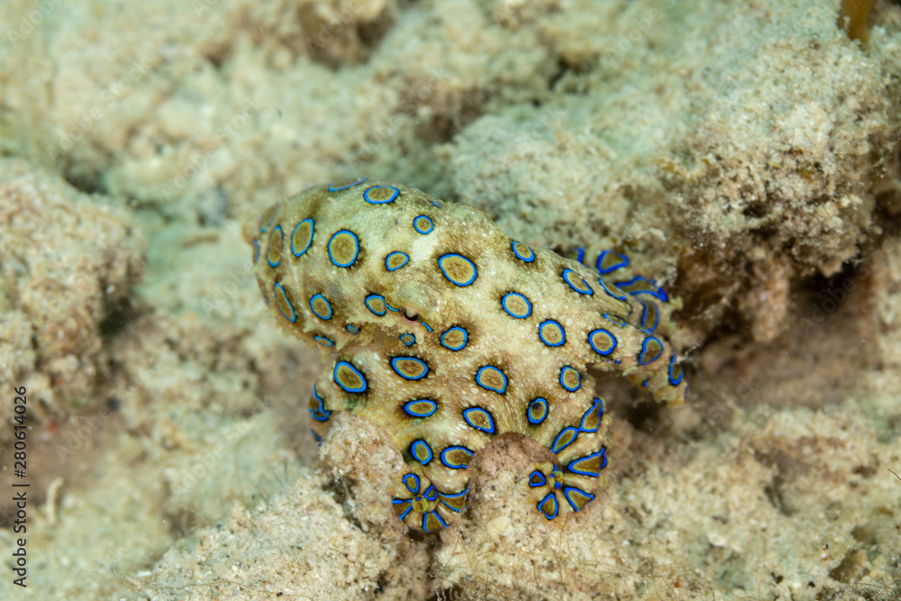 Greater blue-ringed octopus, Hapalochlaena lunulata is one of four ...