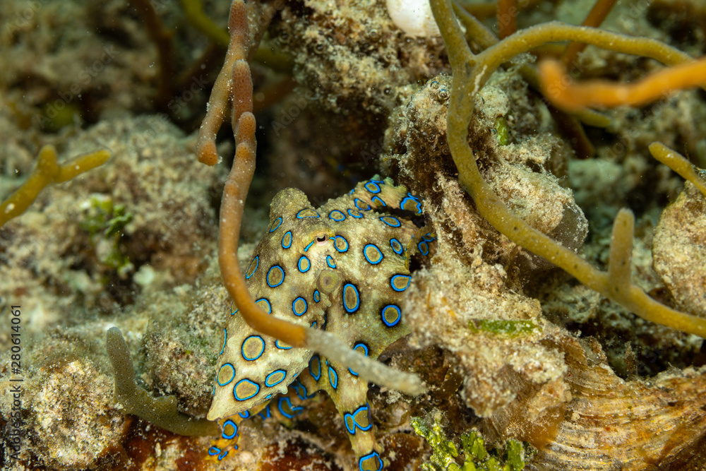 Greater blue-ringed octopus, Hapalochlaena lunulata is one of four ...