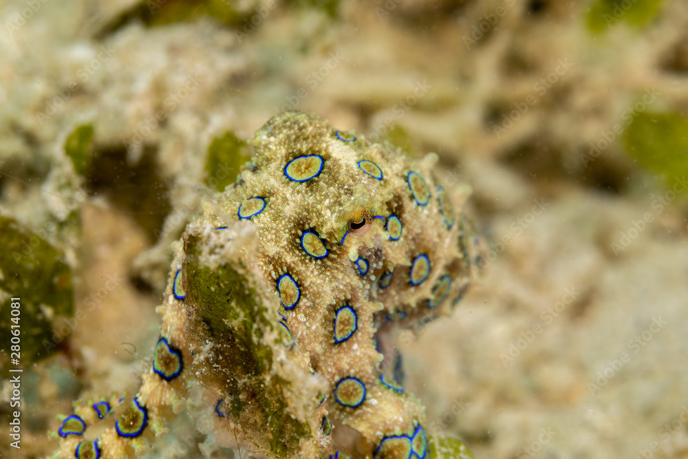 Greater blue-ringed octopus, Hapalochlaena lunulata is one of four ...