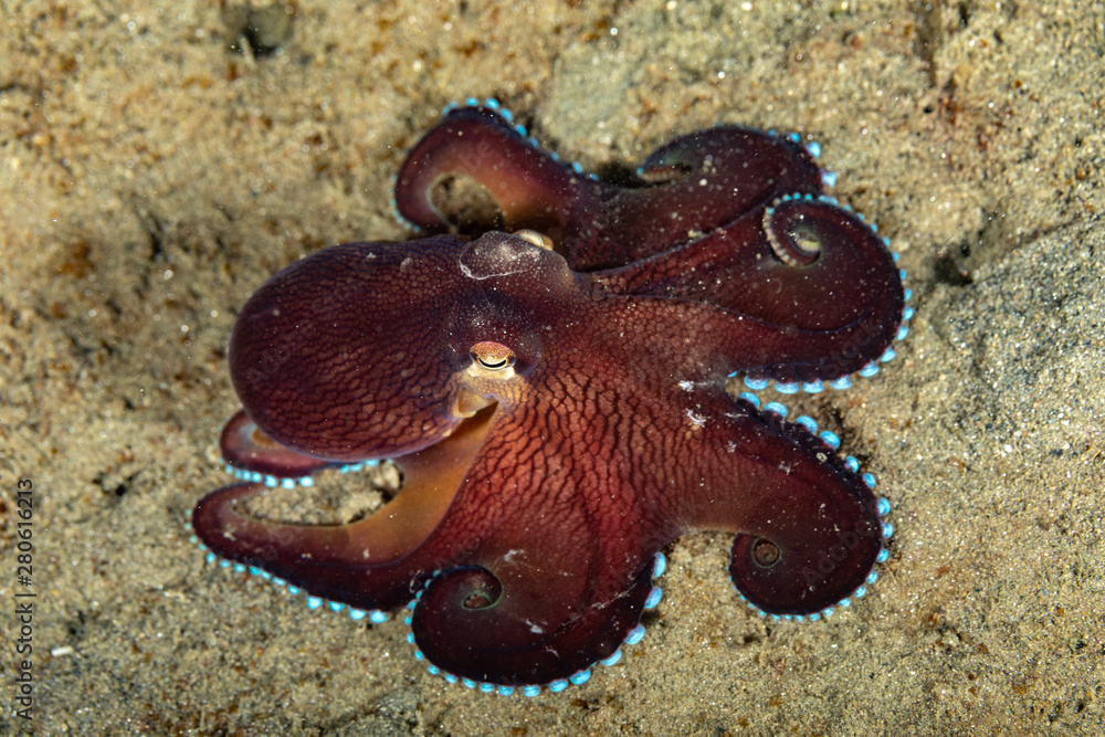 Coconut octopus and veined octopus, Amphioctopus marginatus is a medium ...