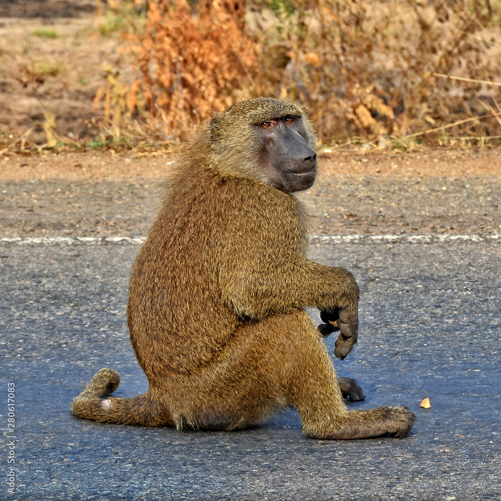 African Baboon