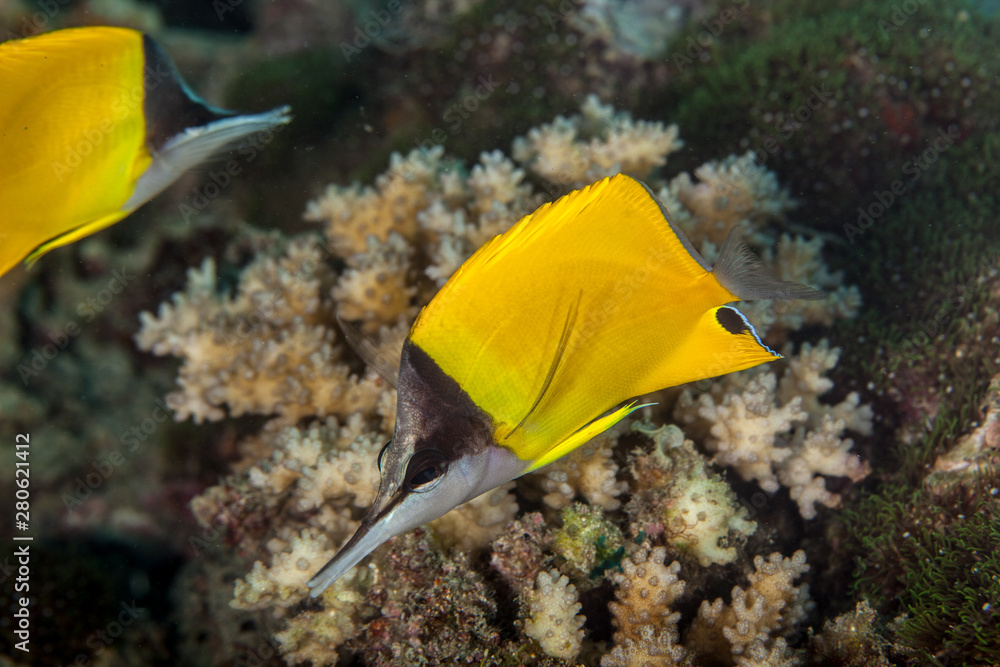 Forcipiger longirostris, commonly known as the longnose butterflyfish ...