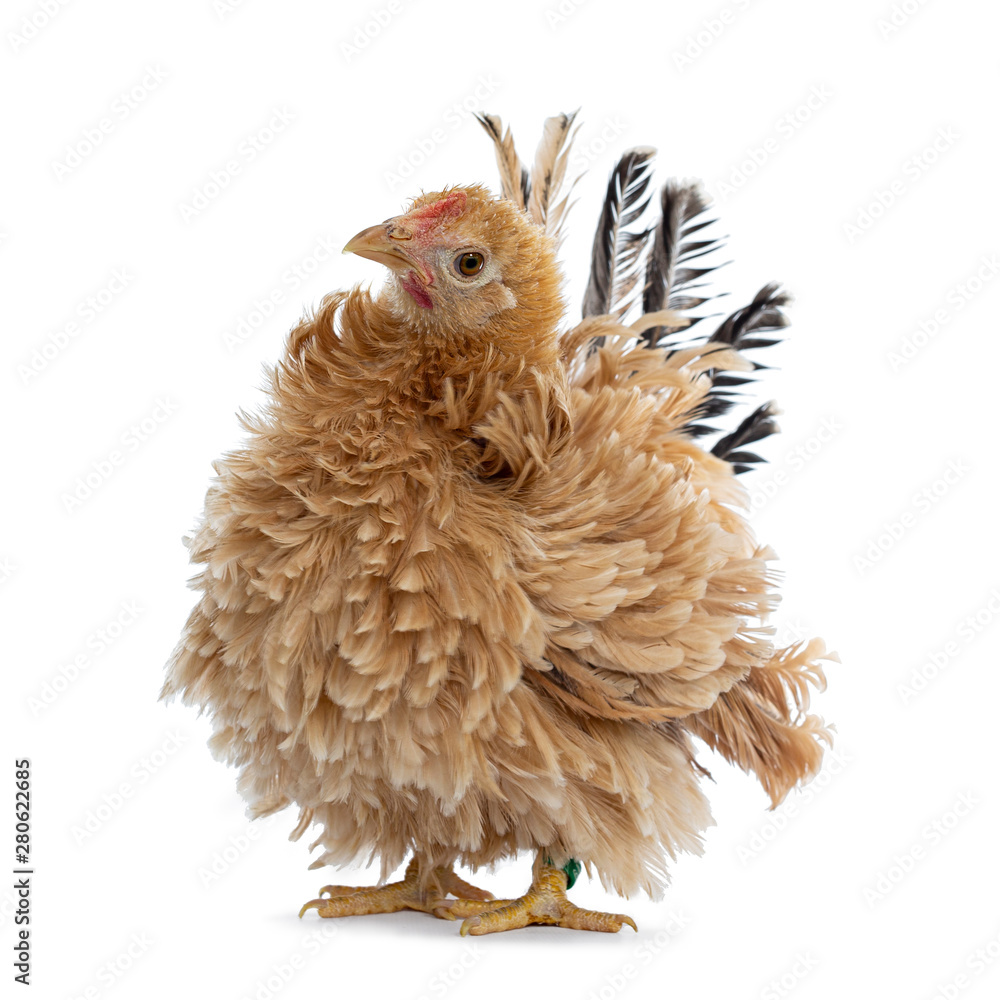 Pretty young Japanese Bantam / Chabo chicken, standing facing front ...