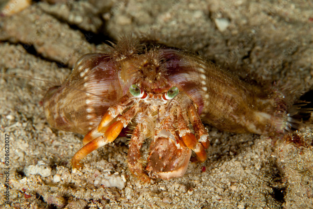 Dardanus tinctor, the anemone hermit crab, is a species of marine ...