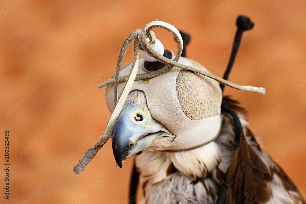Falcon with Falcon's Hood at Falcon Show, Portrait, Qasr-al-Sarab-Hotel ...