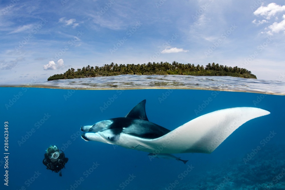 Diver observing reef manta ray (Manta alfredi) over coral reef, near ...