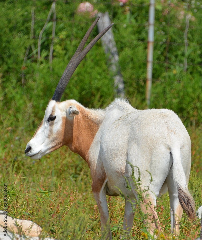 Addax (Addax nasomaculatus), also known as the white antelope and the ...
