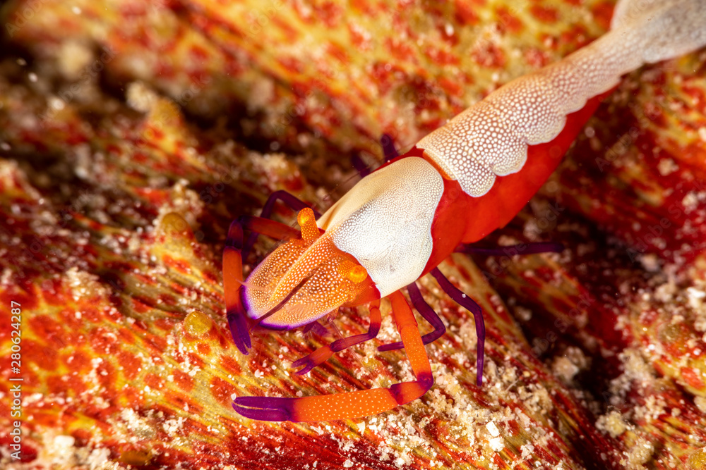 Emperor shrimp, Periclimenes imperator, is a organism of shrimp with a ...