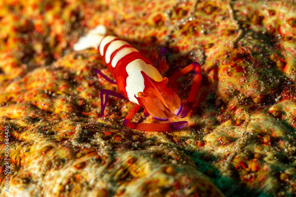 Emperor shrimp, Periclimenes imperator, is a organism of shrimp with a ...