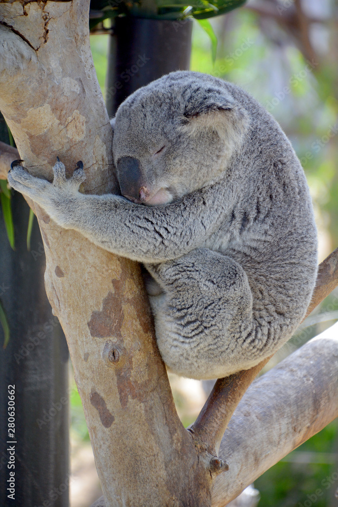 The koala bear is an arboreal herbivorous marsupial native to Australia ...