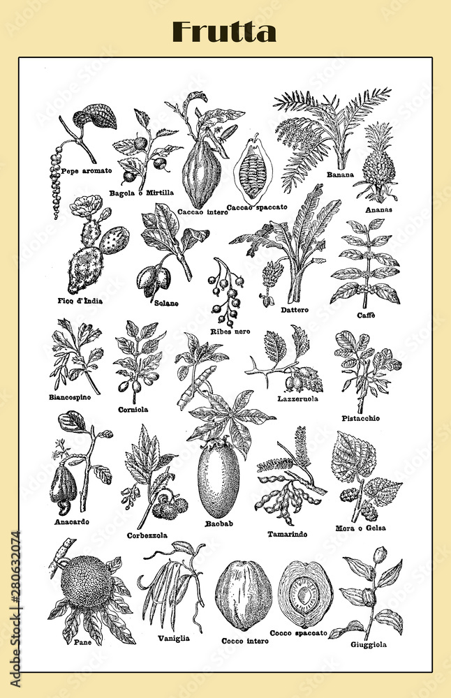 Great variety of fruits common and exotic with Italian names ...