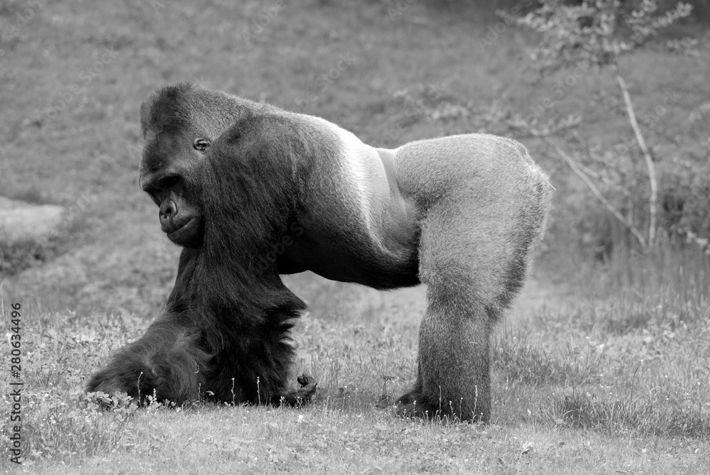 Silver back gorillas are ground-dwelling, predominantly herbivorous ...
