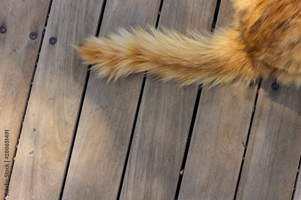 red wool cat tail top view on wooden deck floor simple background with ...