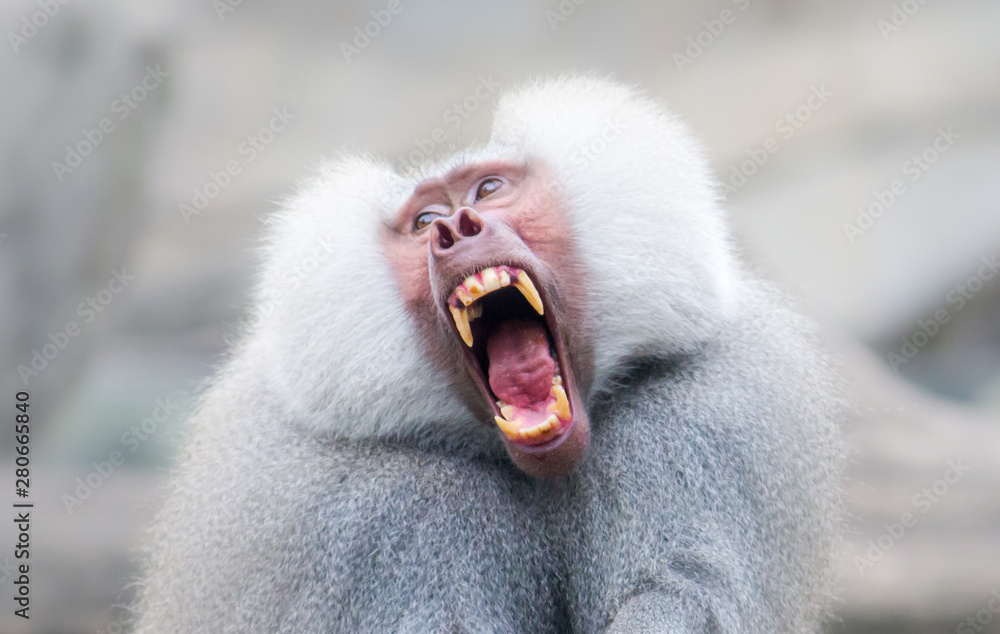 Baboon monkey Pavian, genus Papio screaming out loud with large open ...
