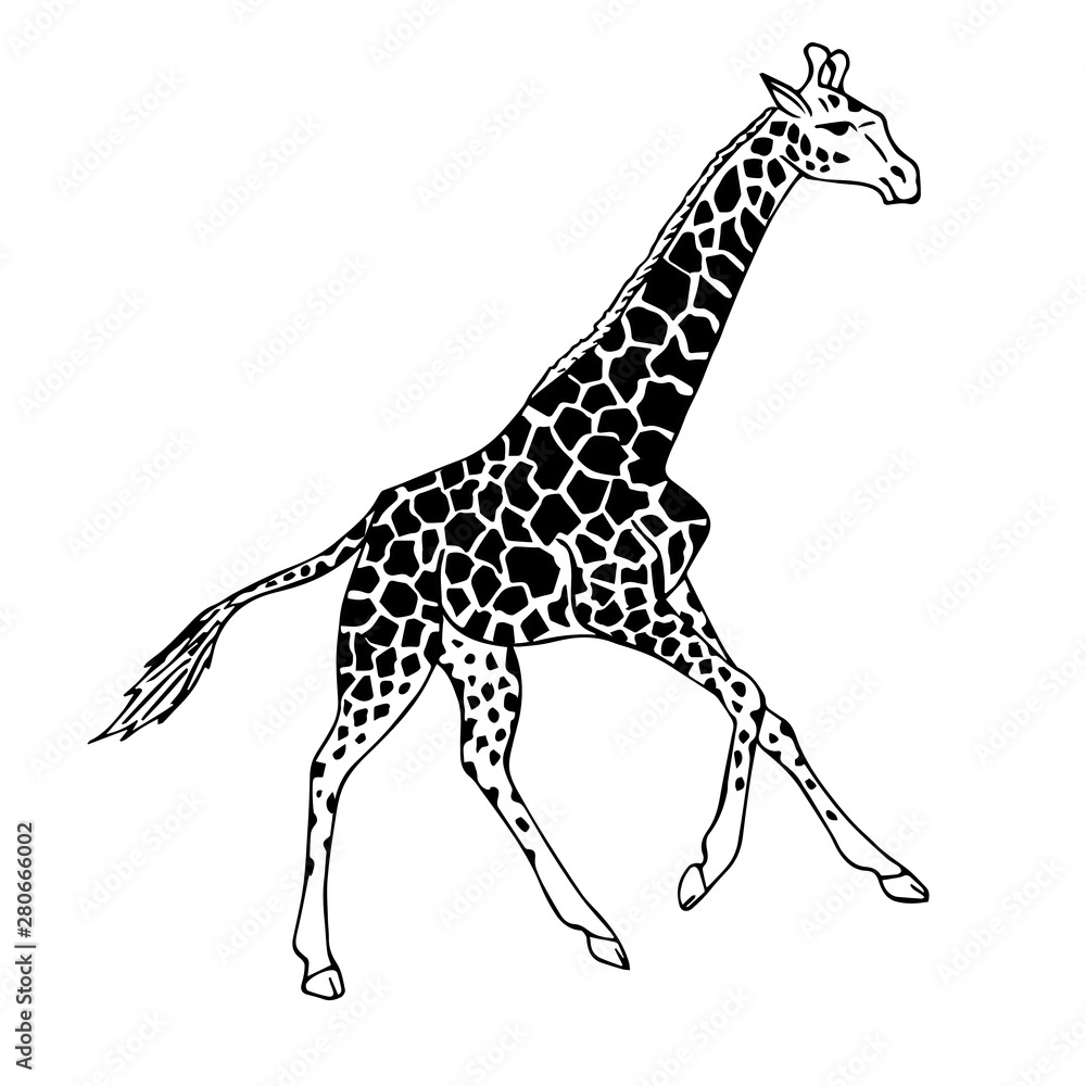 Vector black hand drawn african giraffe galloping isolated on white ...