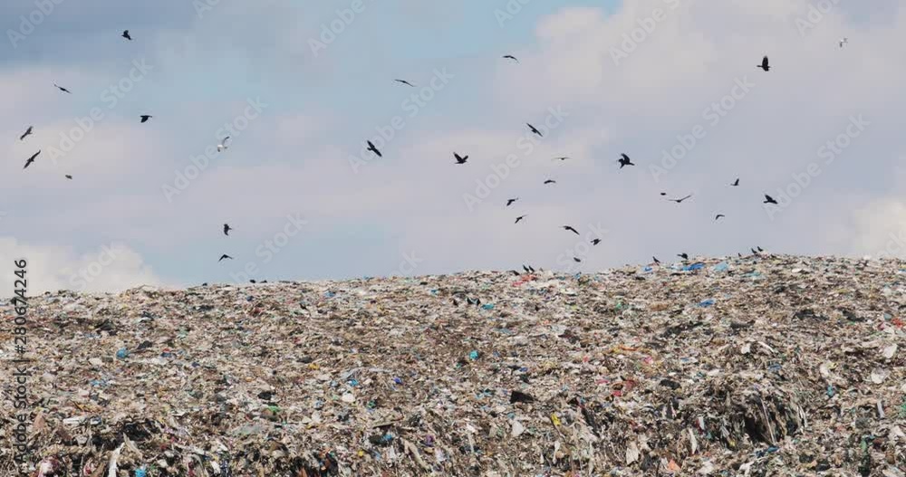 Problem of trash processing and environmental pollution. Birds are ...