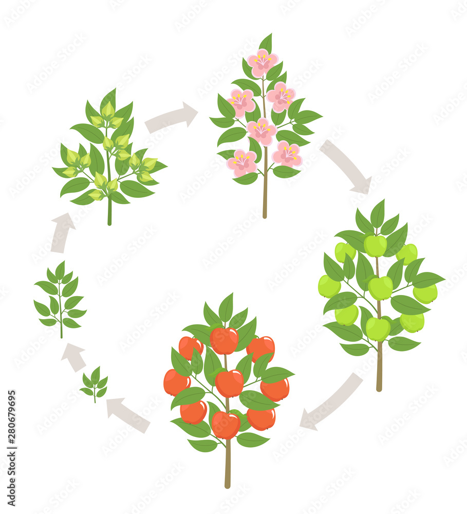 Apple tree growth stages. Vector illustration. Ripening period ...