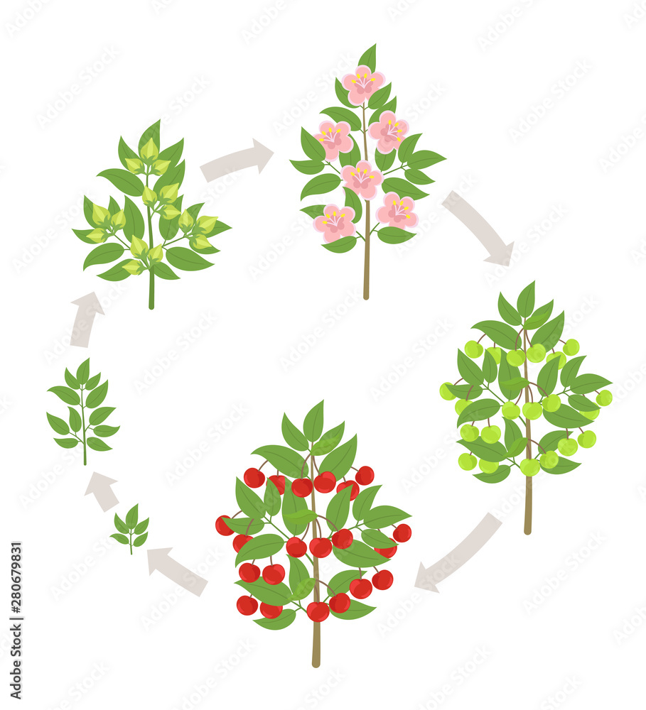 Cherry tree growth stages. Vector illustration. Ripening period ...