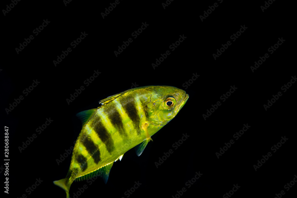 Juvenile Golden trevally, Gnathanodon speciosus, also known as the ...