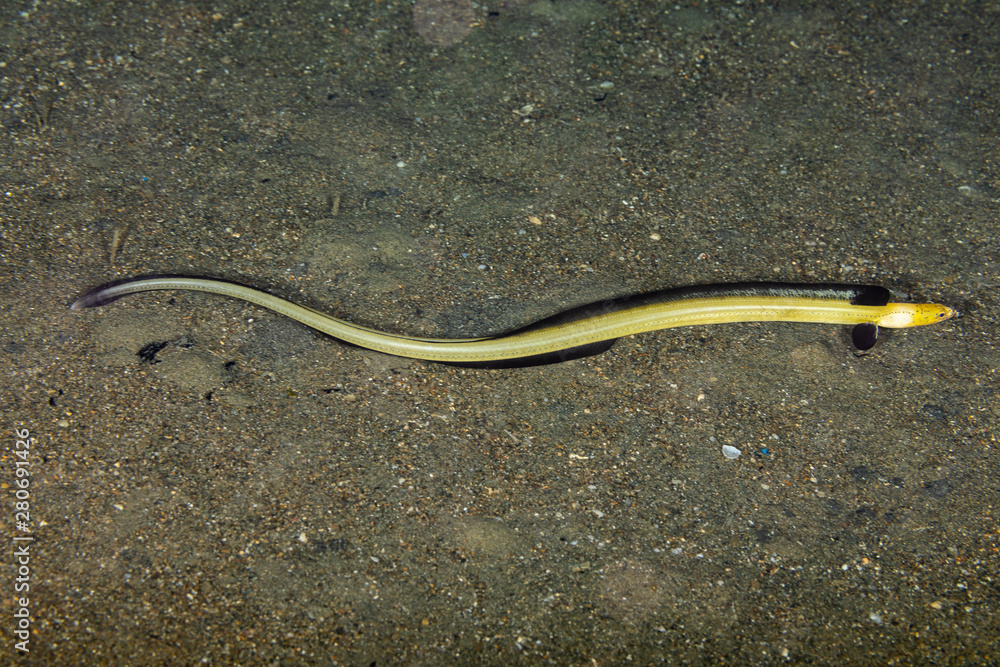Longfin snake eel, Pisodonophis cancrivorus, is an eel in the family ...