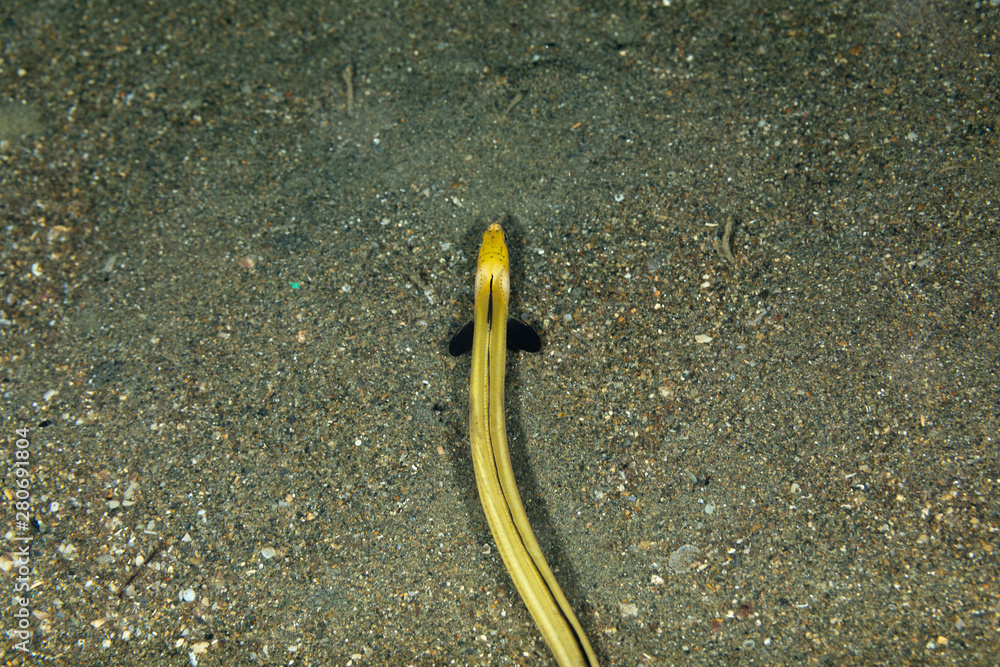 Longfin snake eel, Pisodonophis cancrivorus, is an eel in the family ...