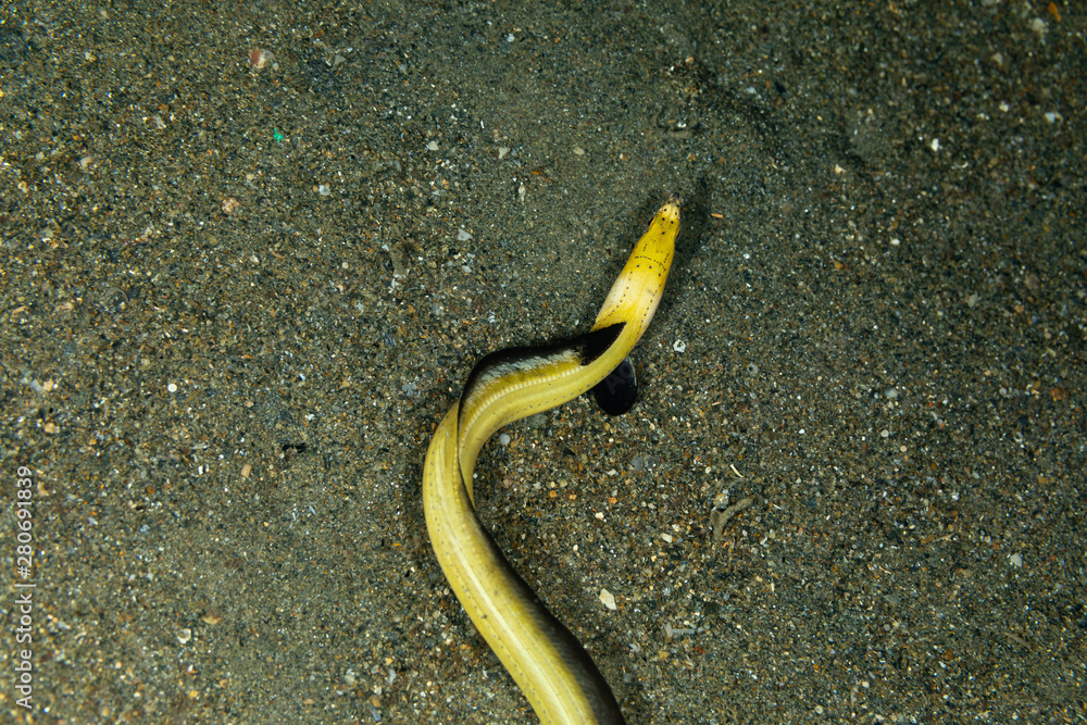 Longfin snake eel, Pisodonophis cancrivorus, is an eel in the family ...