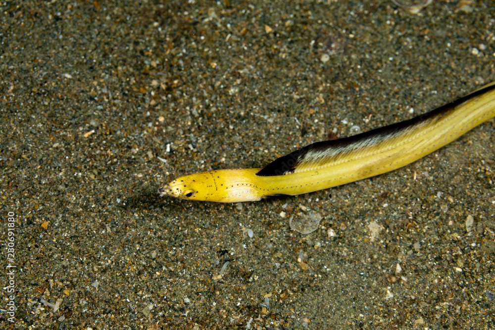 Foto de Longfin snake eel, Pisodonophis cancrivorus, is an eel in the ...