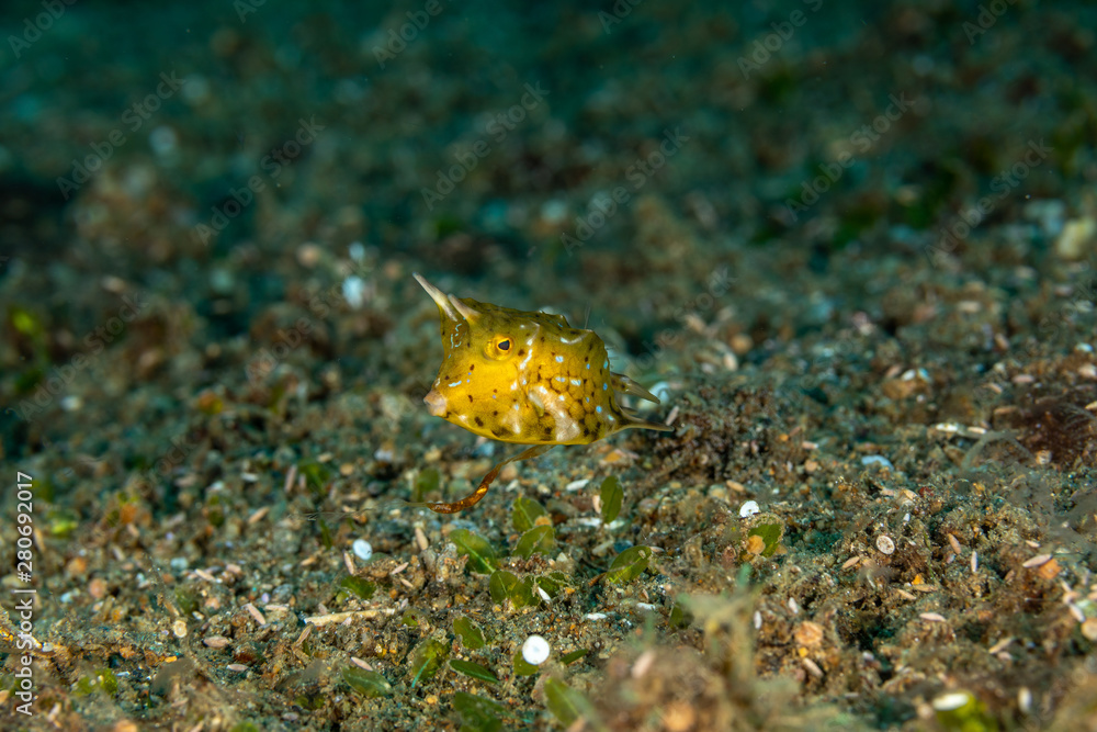 Longhorn cowfish, Lactoria cornuta, also called the horned boxfish, is ...