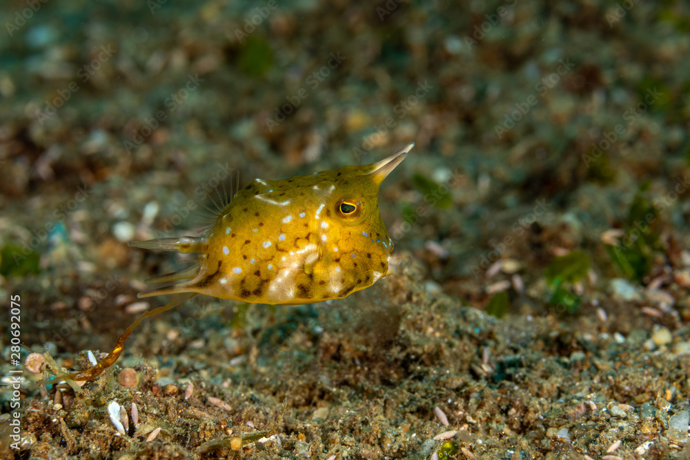 Longhorn cowfish, Lactoria cornuta, also called the horned boxfish, is ...