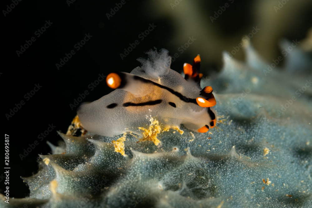 Painted Thecacera, Thecacera picta is a species of sea slug, a ...