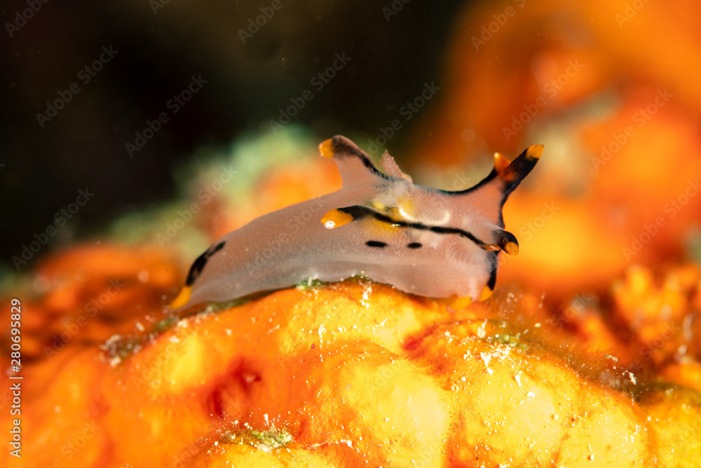 Painted Thecacera, Thecacera picta is a species of sea slug, a ...
