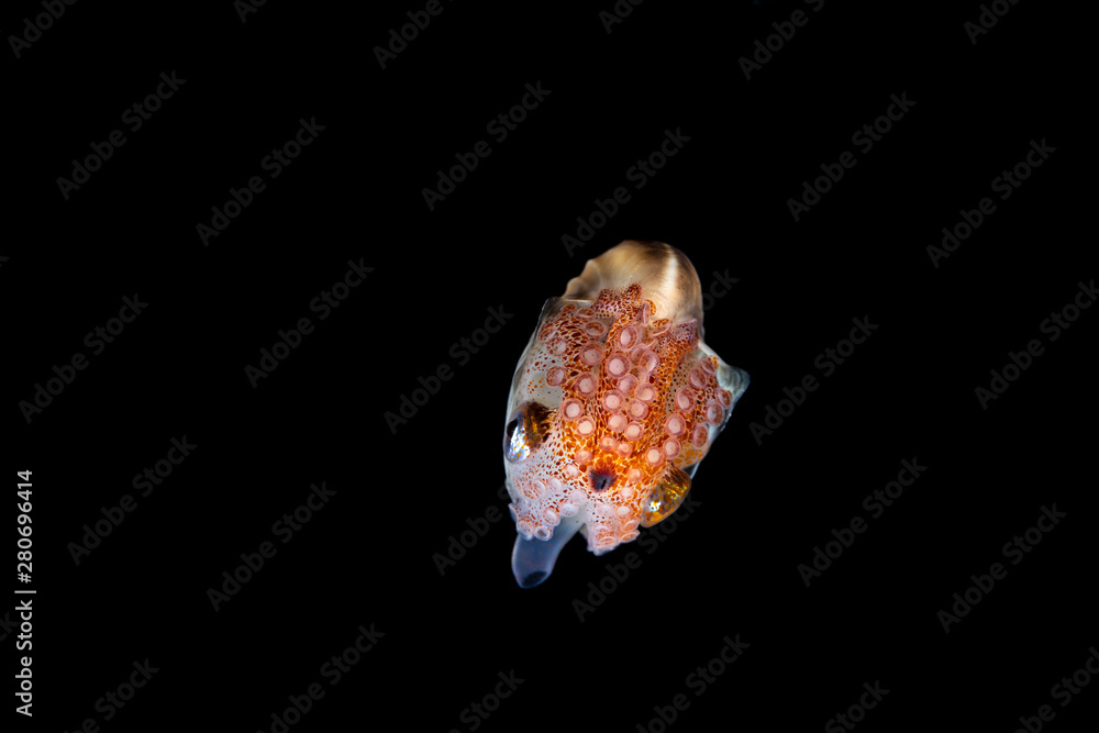 Paper nautilus, Argonauta argo, the argonauts (genus Argonauta, the ...