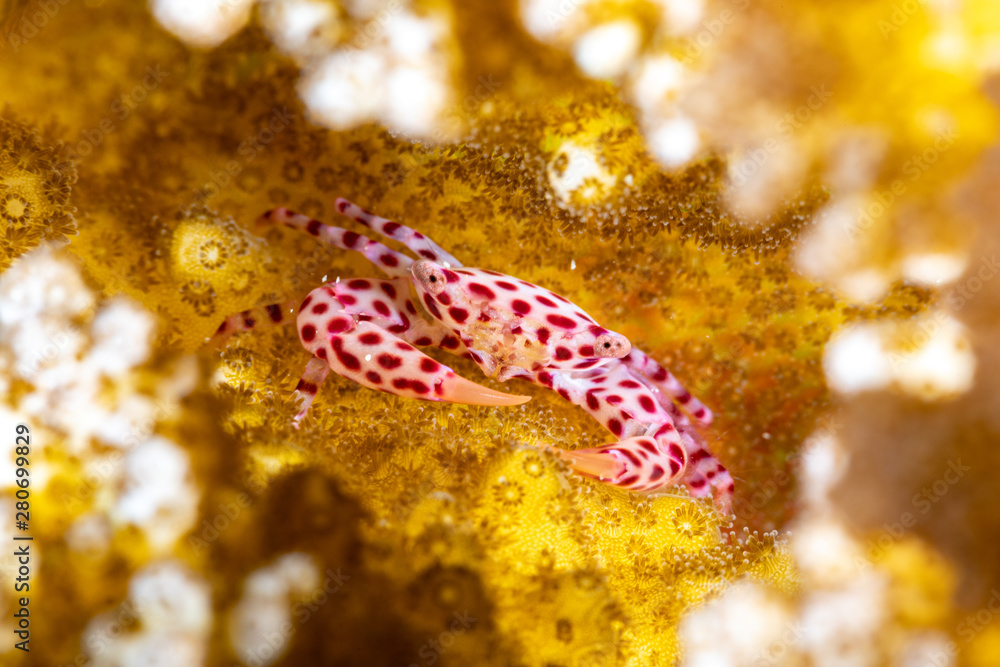 Red spotted Coral Crab, Trapezia rufopunctata, is a species of guard ...