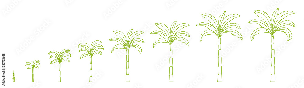 Set growth stages of palm tree. Growing plants. Period progression life ...