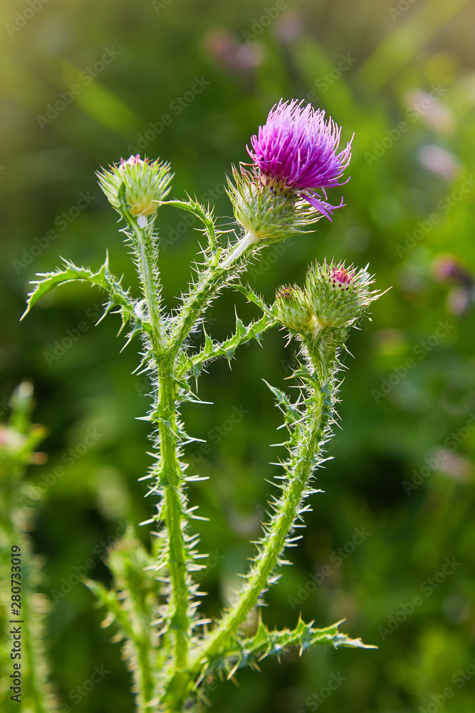 Cirsium vulgare, Spear thistle, Bull thistle, Common thistle, short ...