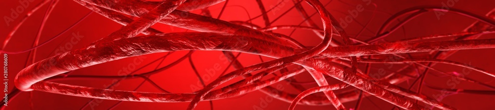 blood vessels, veins and arteries, circulatory system, 3d rendering ...