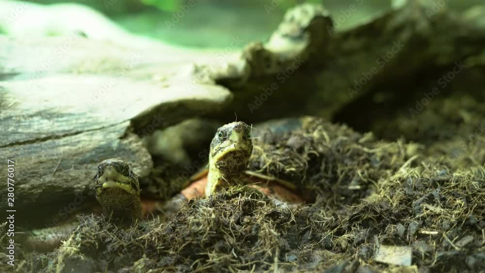 Vidéo Stock Chinese three-striped box turtle , also known as golden ...