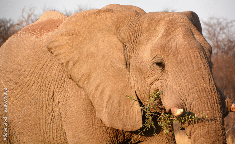 African elephants are elephants of the genus Loxodonta. The genus ...