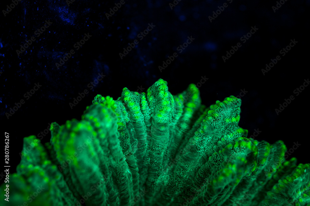 Fluorescence, Coral reefs are built from stony corals, which in turn ...